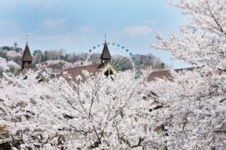 "봄꽃 3종 이번 주말 절정"... 수도권 최초 매화정원부터 1만 그루 벚꽃 피는 여행지 - 여행을말하다