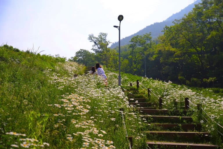발길이 닿지 않은 숨은 명소 샤스타데이지와 금계국이 뒤덮은 비밀의 정원 여행을말하다