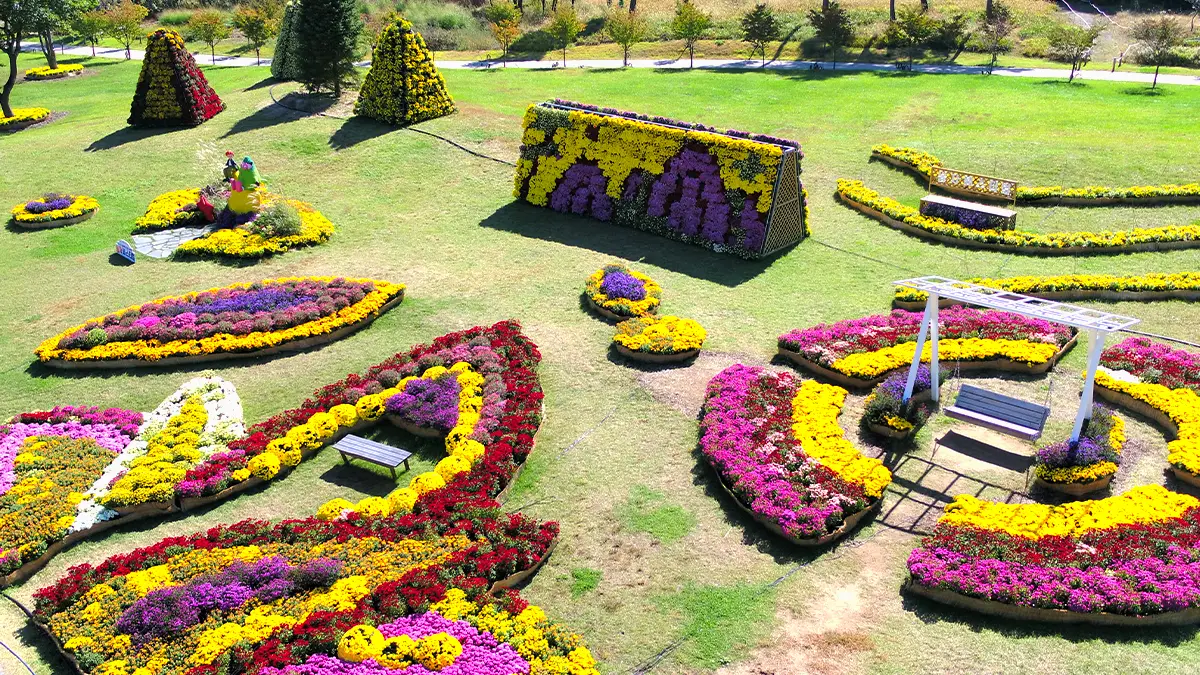 "4만 평 전부 하얗게 물든다"... 45만 명이 다녀간 구절초 축제 - 여행을말하다