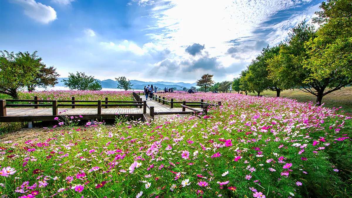 "국내 최장 1.5km 바다 위를 걷는다"… 98억 들인 유네스코 세계유산 산책 명소 - 여행을말하다