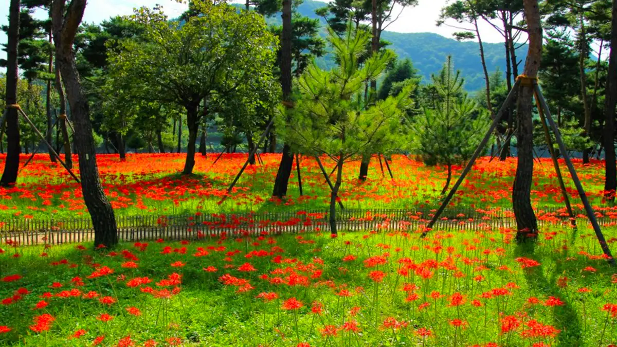 "이 풍경이 천연기념물이라고요?"… 280년 소나무 숲 붉게 물들이는 꽃무릇 명소 - 여행을말하다